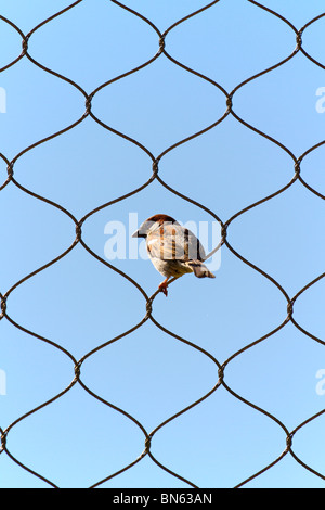 A House Sparrow perched on a fence Stock Photo - Alamy