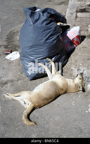 Dead dog carcass in dump, pickers sort through garbage finding ...