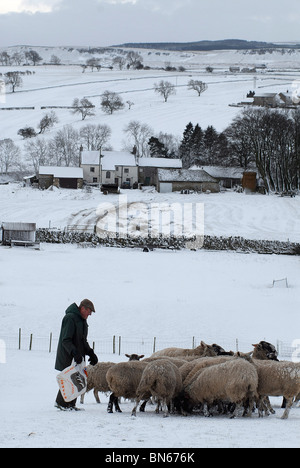 Farmer Gordon Bain feeding his 22 sheep at Lower Road Farm in Bowes, 02 ...