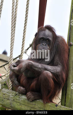 Captive Male Orangutan Stock Photo - Alamy