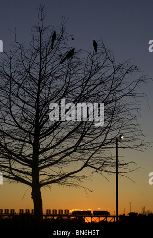 landscape in laredo at sunset Stock Photo - Alamy