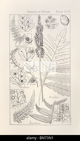 Botanical print from Manual of Botany of the Northern United States ...