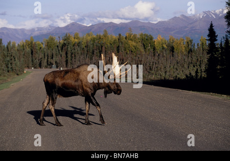 Moose crossing road, Anchorage, Alaska Stock Photo - Alamy