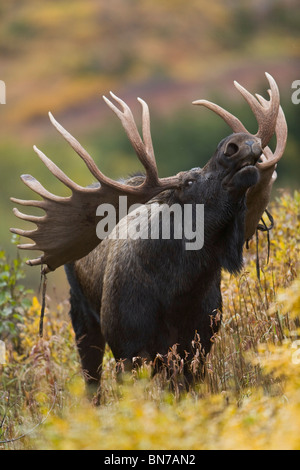 bull moose lip curl Stock Photo - Alamy