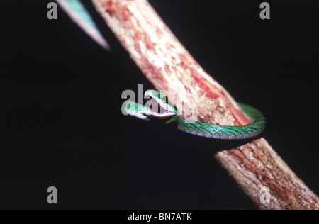 Lora Snake, Green Parrot Snake (Leptophis ahaetulla) in defensive Stock ...