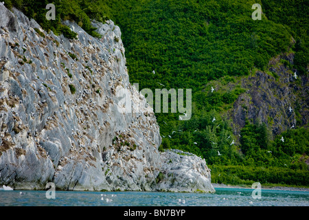 Kittiwake Rookery, Shoup Bay State Marine Park, Prince William Sound ...