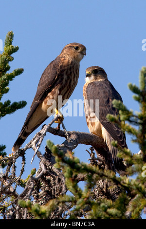 Pigeon Hawk (Merlin) sits on a tree branch in the Turnagain Pass area ...