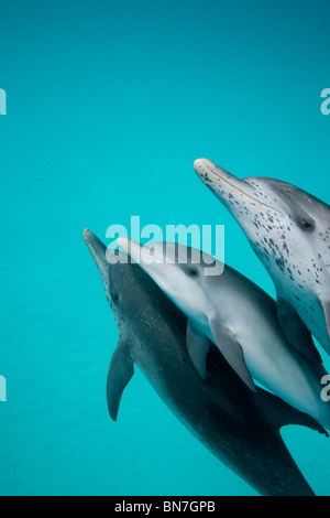 A playful dolphin in the shallow water of the beach, Monkey Mia, WA ...
