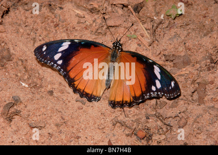 Hypolimnas misippus, diadem butterfly Stock Photo - Alamy