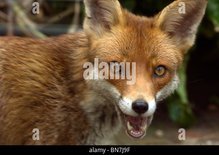 Snarling Red Fox Stock Photo - Alamy