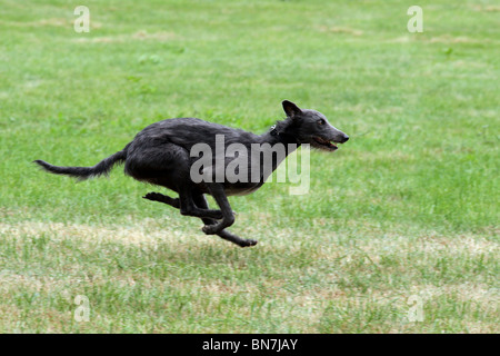 A Lurcher Dog Running in a Race on a Grass Field Stock Photo - Alamy