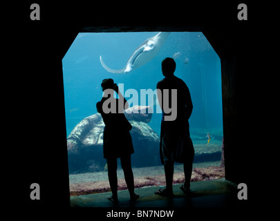 Viewing window at the Dig marine habitat exhibit, Atlantis, Paradise ...