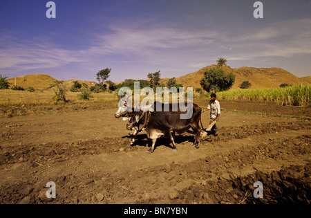 ox oxen India plow animal horns brass tipped horns Stock Photo - Alamy