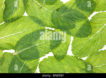 Fresh mint background, closeup Stock Photo - Alamy