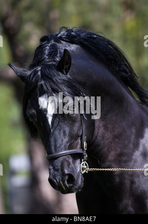 Welsh, Pony, Stallion portrait Stock Photo - Alamy