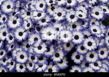 Massed white flowers of the summer flowering hardy tree, Hoheria 'Glory ...