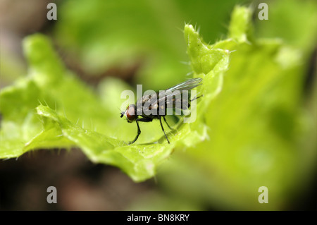 house fly (Musca domestica), leg of a house fly, 40 x, Germany Stock ...