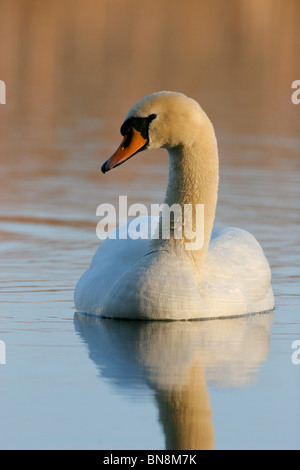 Mute Swan (Cygnus olor) Norfolk UK GB October 2022 Stock Photo - Alamy