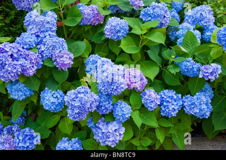 Blue Hydrangea or Hortensia - Hydrangea macrophylla bush in bloom ...
