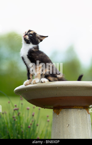 Cat at the birdbath Stock Photo - Alamy