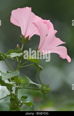 Annual mallow (Lavatera trimestris Stock Photo - Alamy