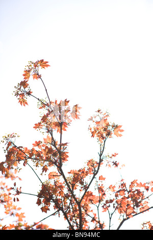 Spring branches of maple tree with fresh green leaves. Spring ...