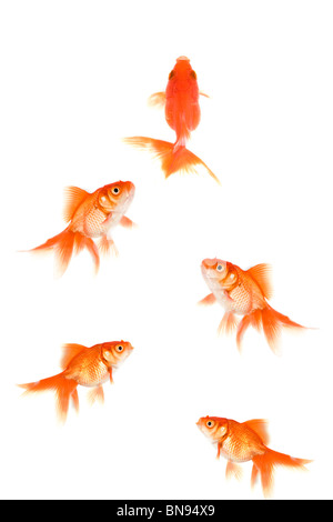 Vertical high angle shot of a goldfish swimming in a pond Stock Photo ...