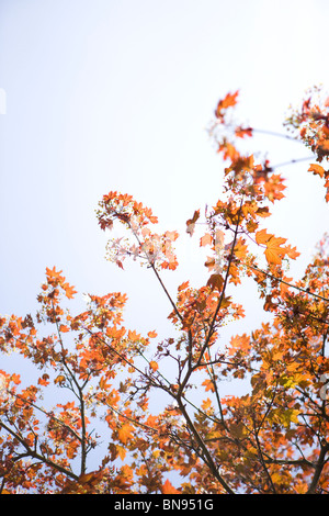 Spring branches of maple tree with fresh green leaves. Spring ...