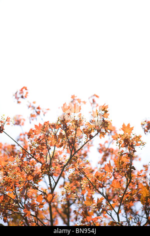 Spring branches of maple tree with fresh green leaves. Spring ...