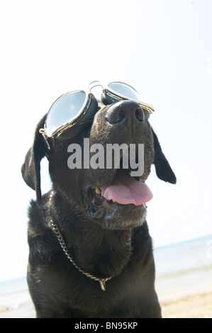 The flying Labrador Stock Photo - Alamy