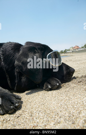 Black Labrador wearing flying goggles Stock Photo - Alamy