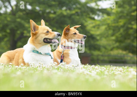 Two dogs lying side by side in a park Stock Photo - Alamy