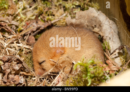 Torpid dormouse, near Ruthin, North Wales Stock Photo - Alamy