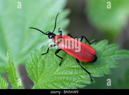 Scarlet fire beetle, Cardinal beetle (Pyrochroa coccinea), larvae ...