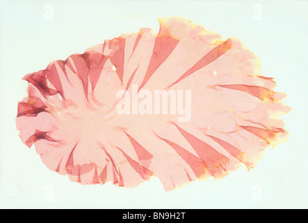 Nori seaweed, Laver (Porphyra tenera Stock Photo - Alamy