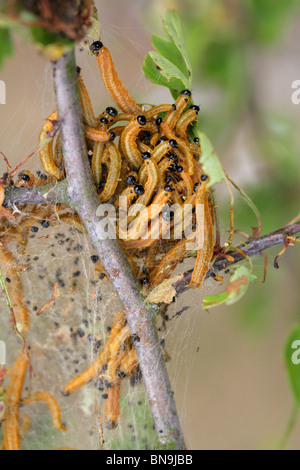 Social Pear Sawfly (Neurotoma saltuum) larvae, Pamphiliidae, Symphyta ...