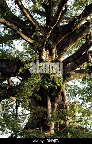 Cotton tree in centre of Freetown, Sierra Leone Stock Photo - Alamy