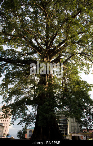 Cotton tree in centre of Freetown, Sierra Leone Stock Photo - Alamy