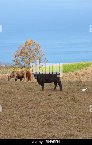 Hawaiian beef cattle Stock Photo - Alamy