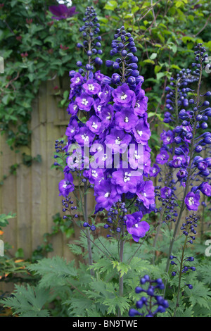 English Country Garden - Delphinium (Guardian Blue) has deep blue ...