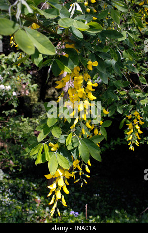 Close up of Golden Laburnum flowers hanging from an arch over a pathway ...
