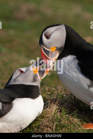 Puffins in bill tapping courtship Stock Photo - Alamy