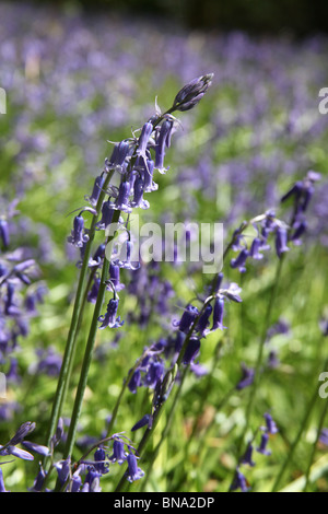Adlington Hall & Gardens, England. Spring view of a pink cherry blossom ...