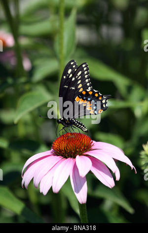 Swallowtail Butterfly feeding on Coneflower Stock Photo - Alamy