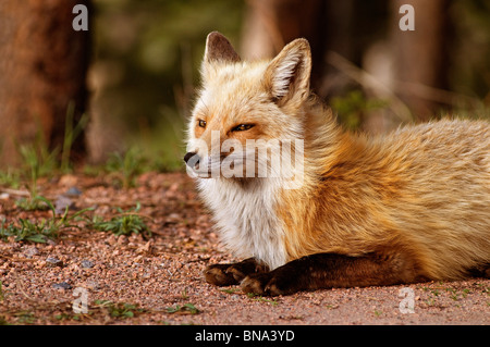 Red fox in Colorado Stock Photo - Alamy
