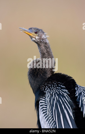 Anhinga (Anhinga anhinga leucogaster), female Stock Photo - Alamy