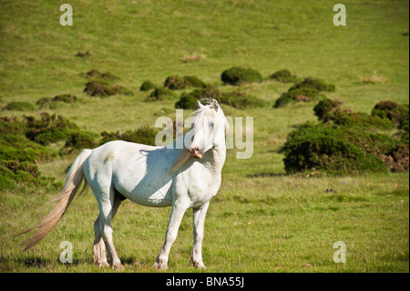 White welsh mountain pony with black halter standing Stock Photo - Alamy