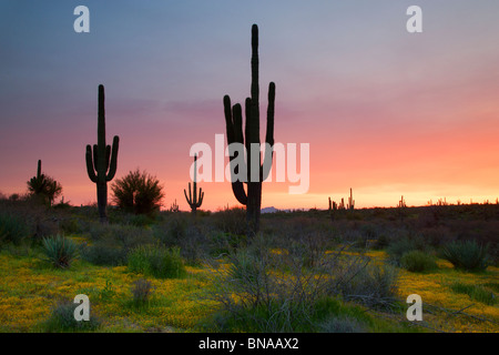 Spring wildflowers, Tonto National Forest, East of Phoenix, Arizona ...