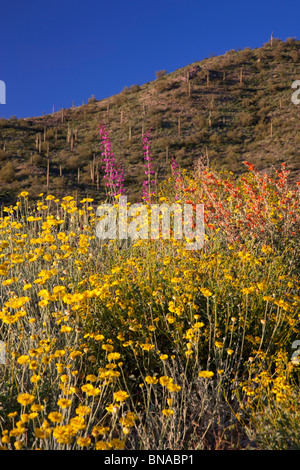 Spring wildflowers, Tonto National Forest, East of Phoenix, Arizona ...