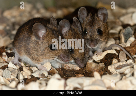 Long tailed Field Mouse or Wood Mouse digging in sand Stock Photo ...